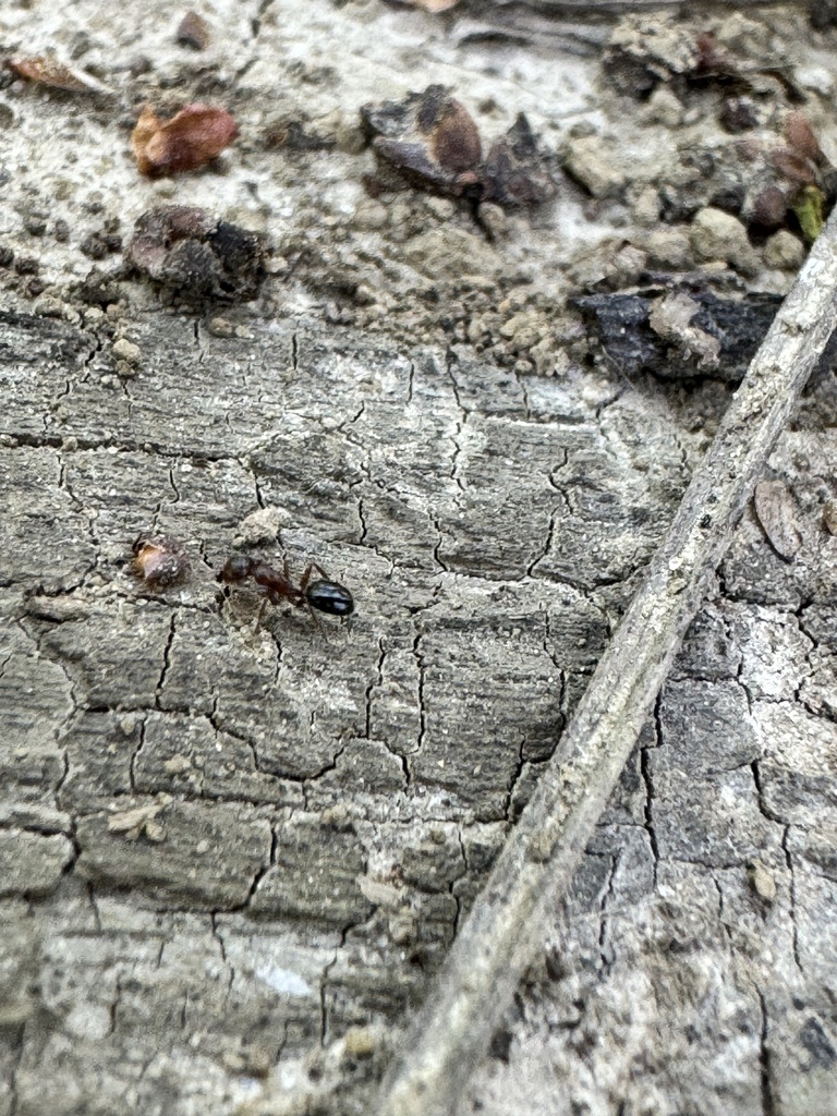 Gate-keeper Ants from New Albany Rd, Cinnaminson, NJ, US on April 15 ...