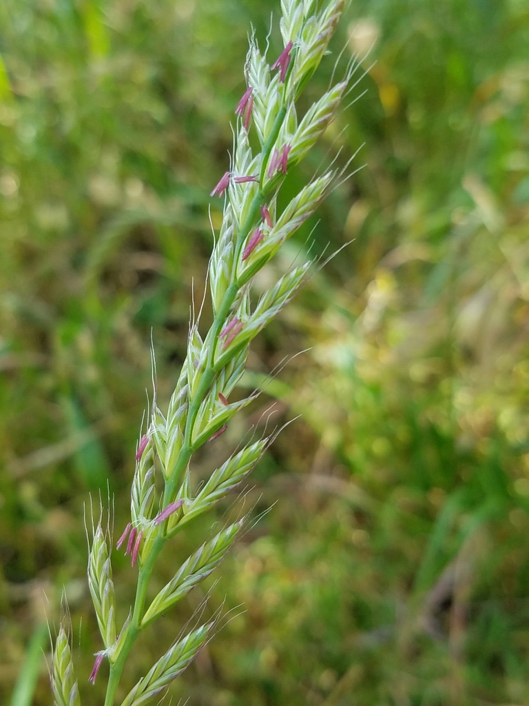 Perennial Ryegrass from Marin County, US-CA, US on May 14, 2016 at 11: ...