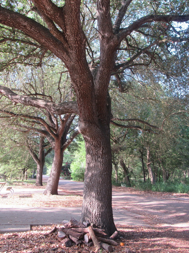 Texas live oak from Hidalgo County, TX, USA on April 27, 2019 at 08:55 ...
