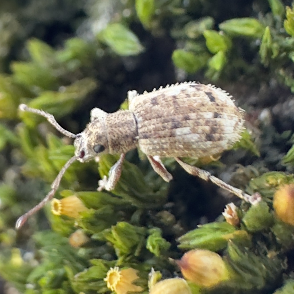 Peach Root Weevil in April 2024 by nightsilk · iNaturalist