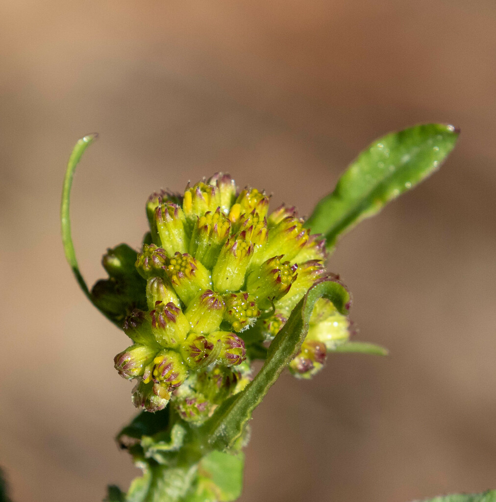 rayless ragwort from Mount Diablo State Park, Contra Costa County, CA ...