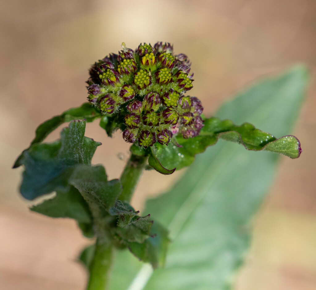 rayless ragwort from Mount Diablo State Park, Contra Costa County, CA ...