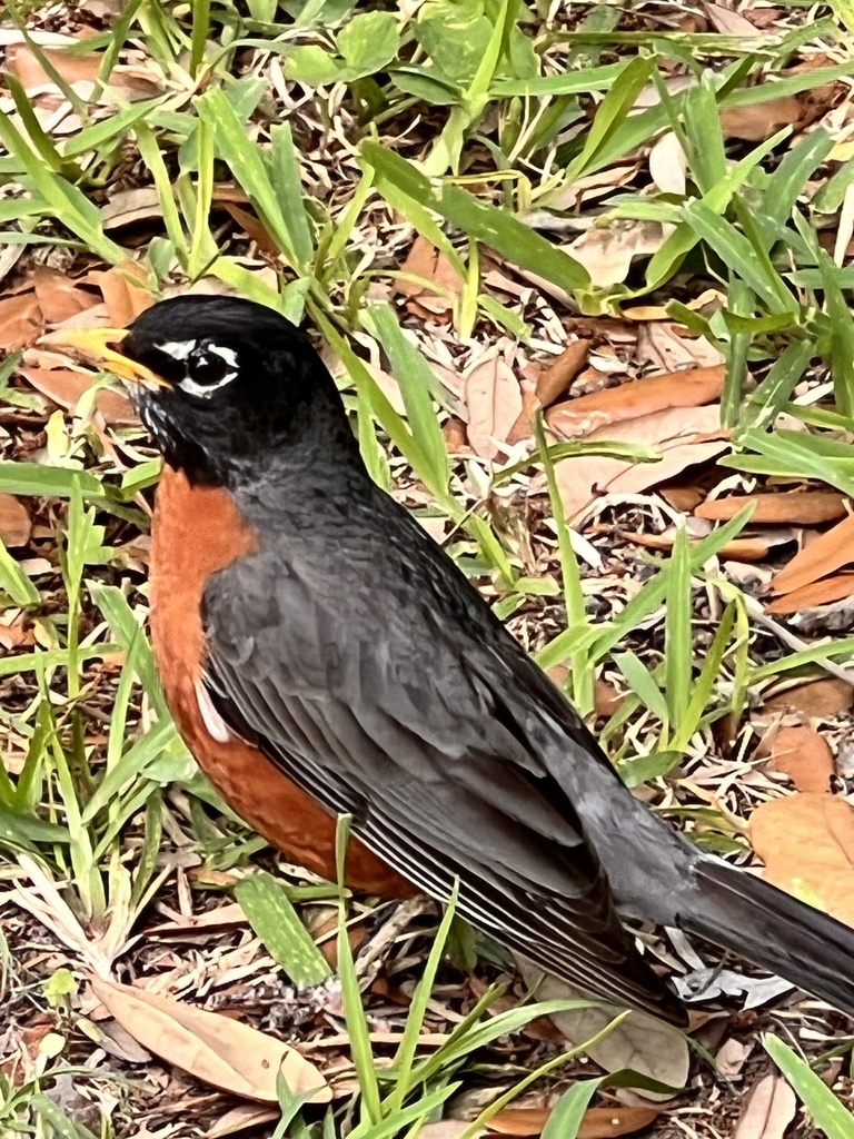 American Robin from Blecker Dr, Baton Rouge, LA, US on April 16, 2024 ...