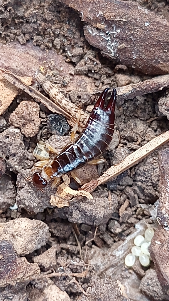 Ring-legged Earwig from Las Agujas, Jal., México on April 16, 2024 at ...