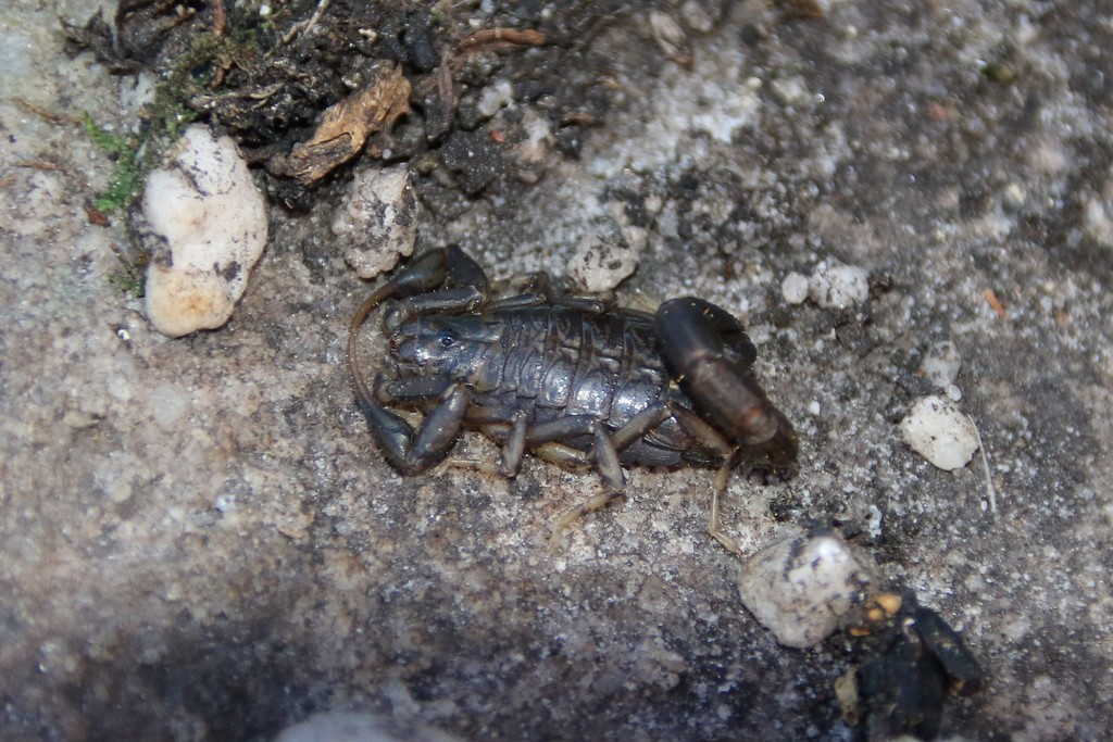 Table Mountain Lesser-Thicktail Scorpion from Table Mountain (Nature ...