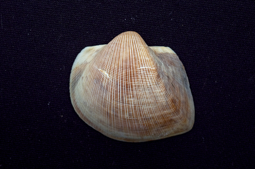 género Cucullaea · iNaturalist Ecuador