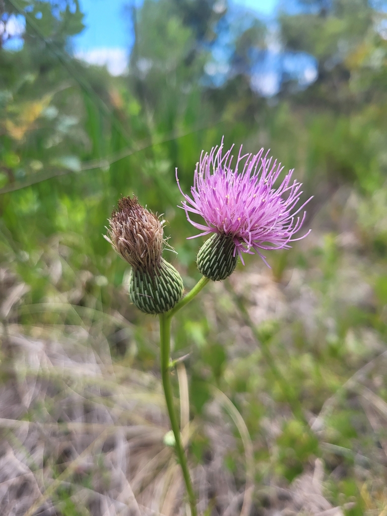 Nuttall's Thistle from Jupiter, FL 33477, USA on April 16, 2024 at 12: ...