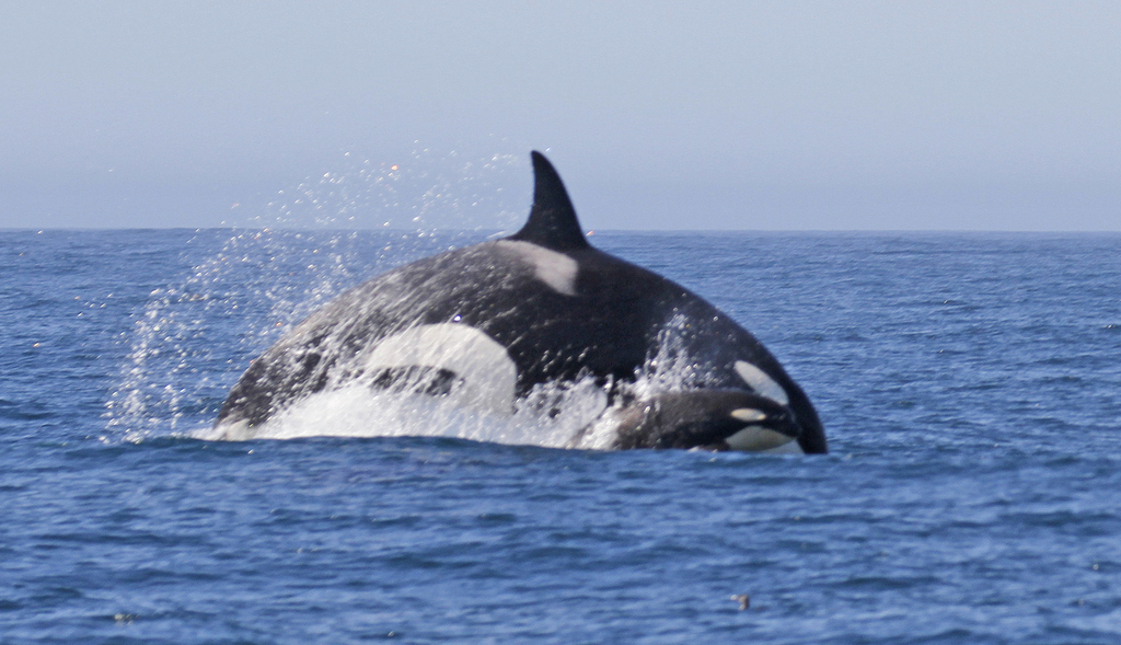 Orca (Orcinus orca) - Know Your Mammals