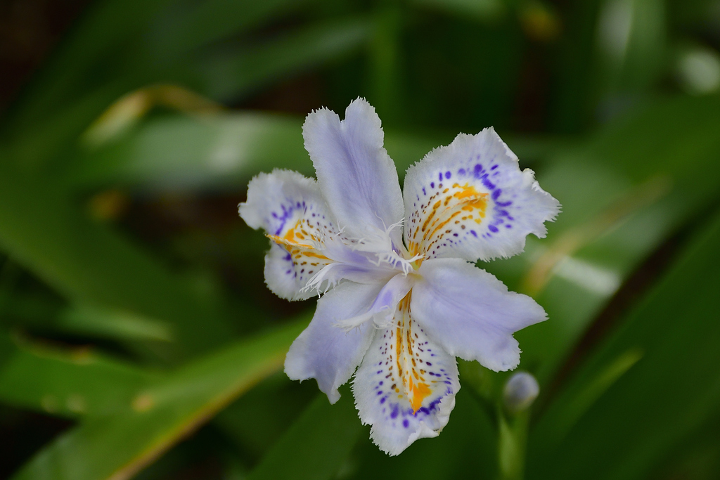Fringed Iris from Ibagué, Tolima, Colombia on April 14, 2024 at 01:47 ...