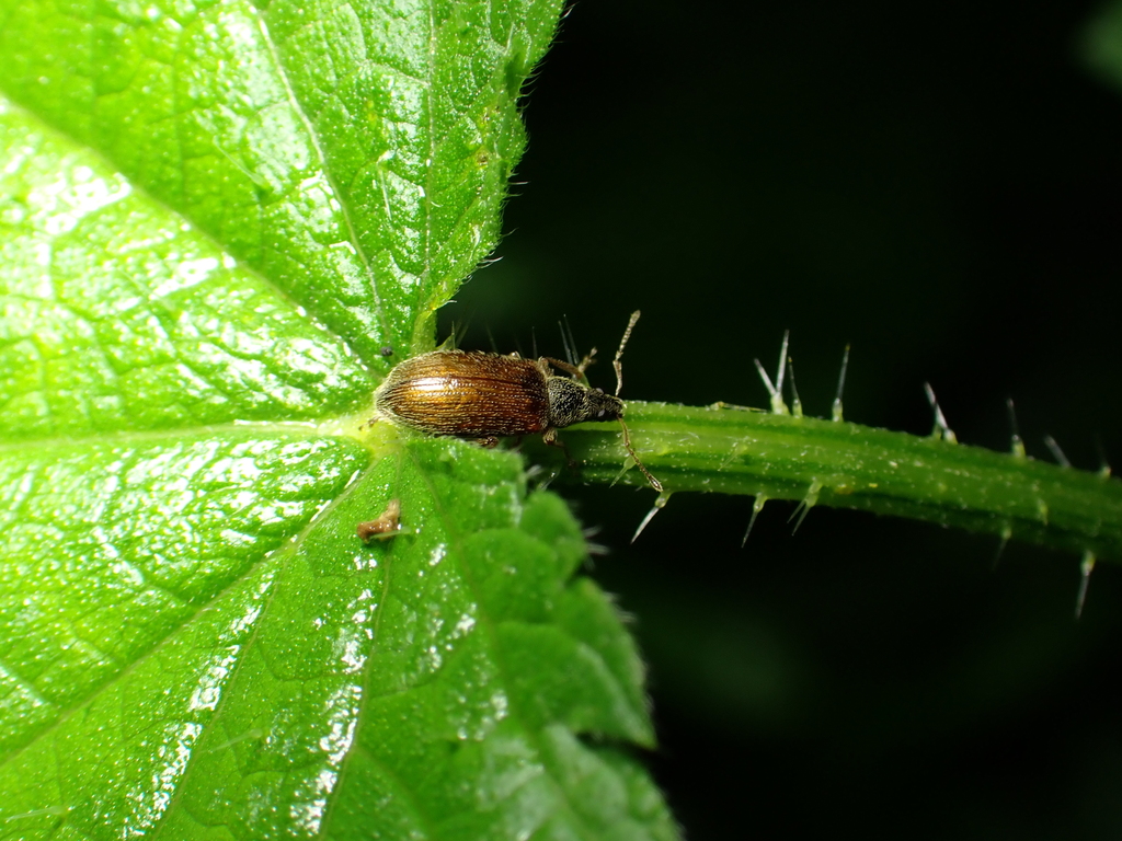 Brown Leaf Weevil from Paris, Île-de-France, France on April 16, 2024 ...