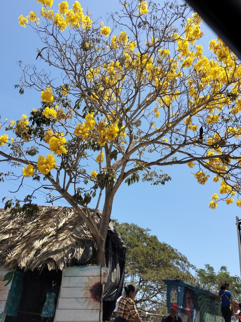 Primavera from 63728 Sayulita, Nay., México on April 16, 2024 at 12:11 ...