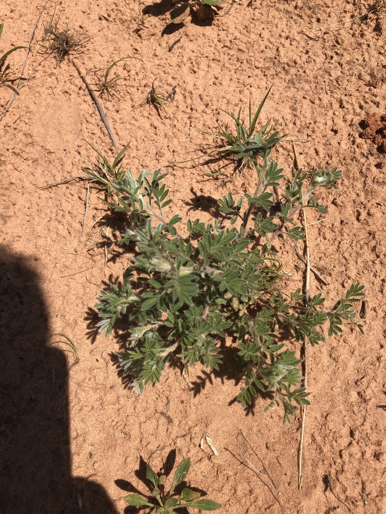 Silky Prairie Clover from 79342, Loop, TX, US on April 26, 2019 at 02: ...
