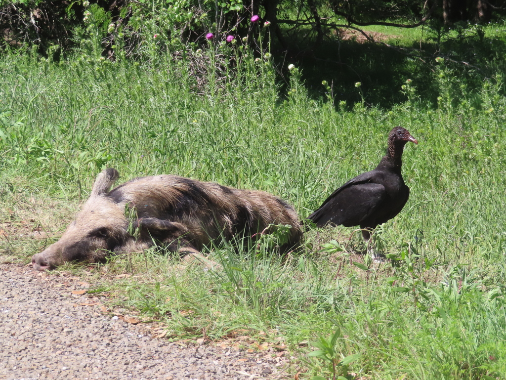 Wild Boar from Gillespie County, TX, USA on April 11, 2024 at 12:35 PM ...