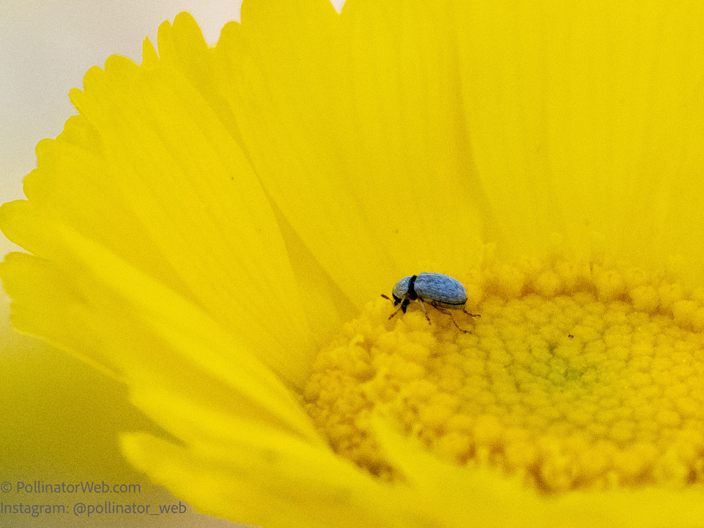 Smicronyx from Desert View Village, Phoenix, AZ, USA on April 15, 2024 ...