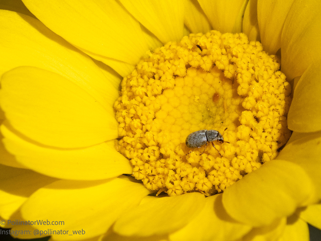 Smicronyx from Desert View Village, Phoenix, AZ, USA on April 15, 2024 ...