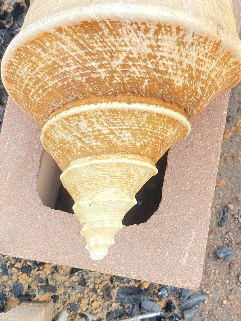 Australian Trumpet from Cox Peninsula, NT, AU on March 17, 2024 at 06: ...