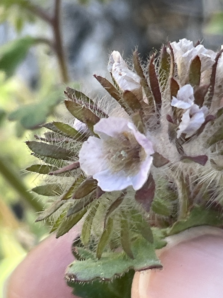 Hiddenflower Phacelia from Pima County, AZ, USA on April 16, 2024 at 09:14 AM by Deborah Bird ...