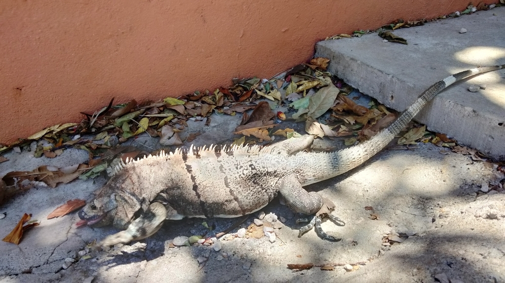 Black Spiny-tailed Iguana from C636+F3H, Guanacaste Province, Brasilito ...