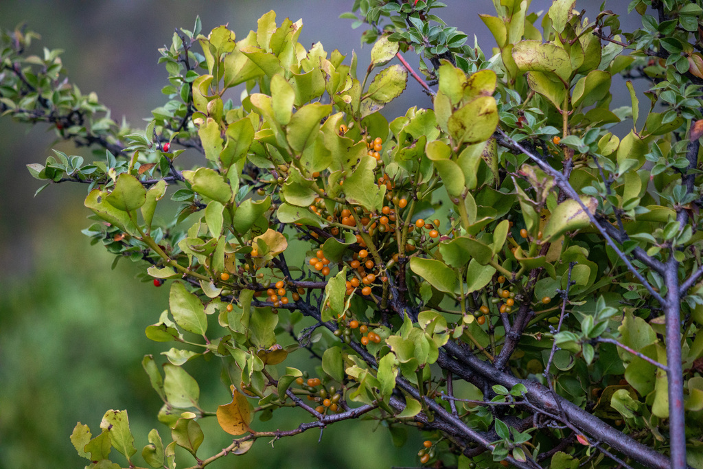 Green mistletoe in April 2024 by Dean Lyons · iNaturalist