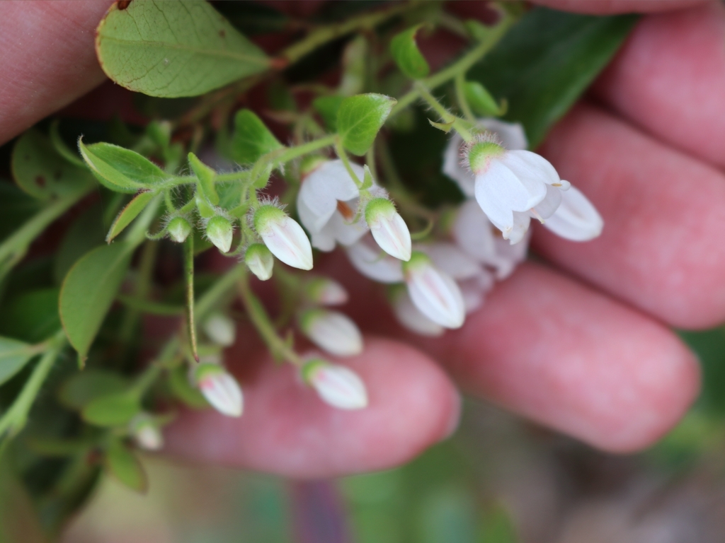 Woolly huckleberry from Tarkiln Bayou Trail, Tarkiln Bayou State Park ...