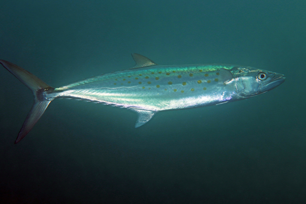 Atlantic Spanish Mackerel