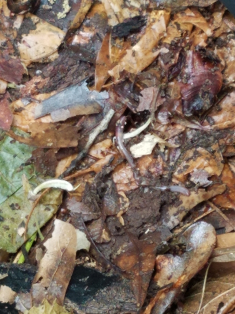Earthworms from Gainesville, GA 30504, USA on April 16, 2024 at 12:34 ...