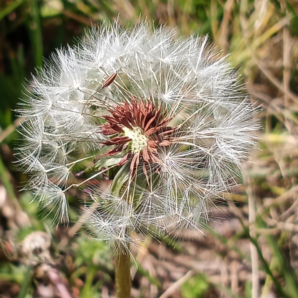 red-seeded dandelion from Queen Anne's County, MD, USA on April 16 ...