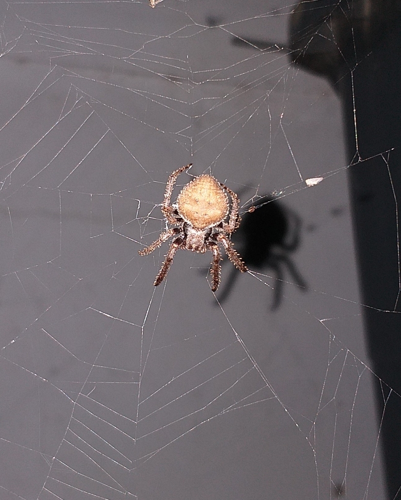 Common Hairy Field Spider from Cape Farms, Cape Town, South Africa on ...