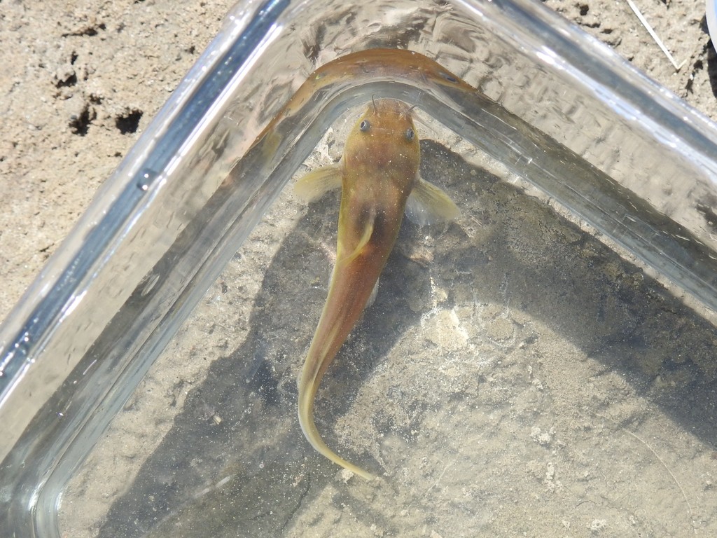 Stonecat (Noturus flavus) - Marine Life Identification