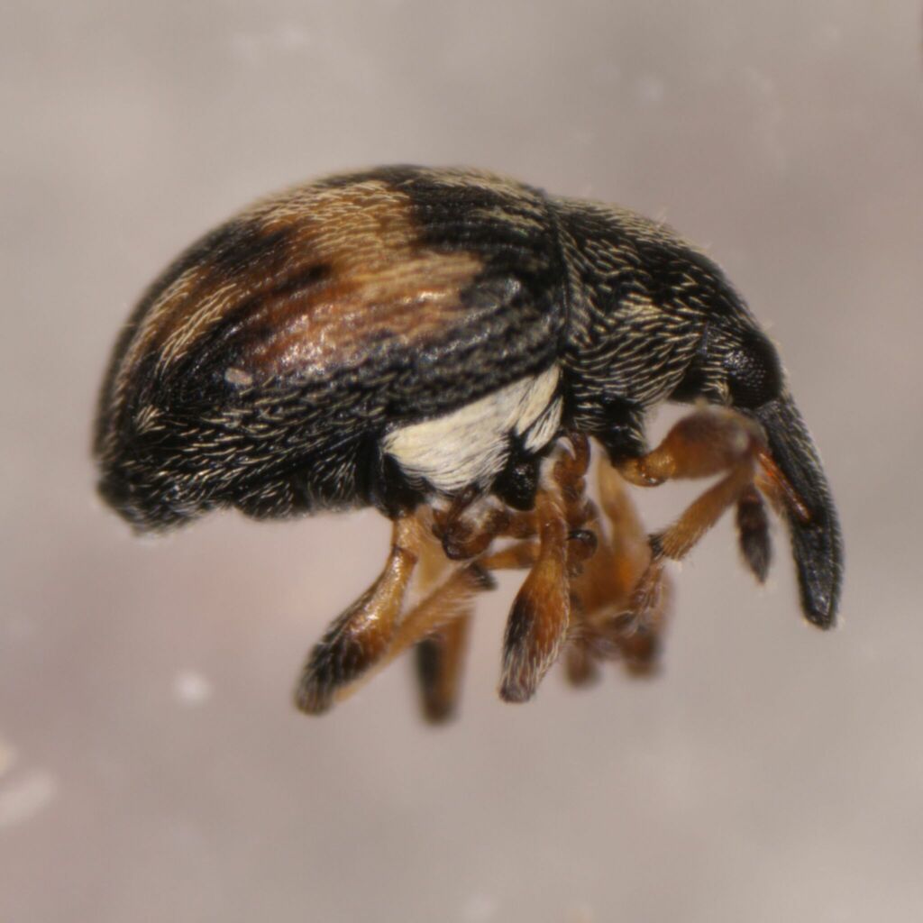 Flower Bud Weevil from 82467 Garmisch-Partenkirchen, Deutschland on ...