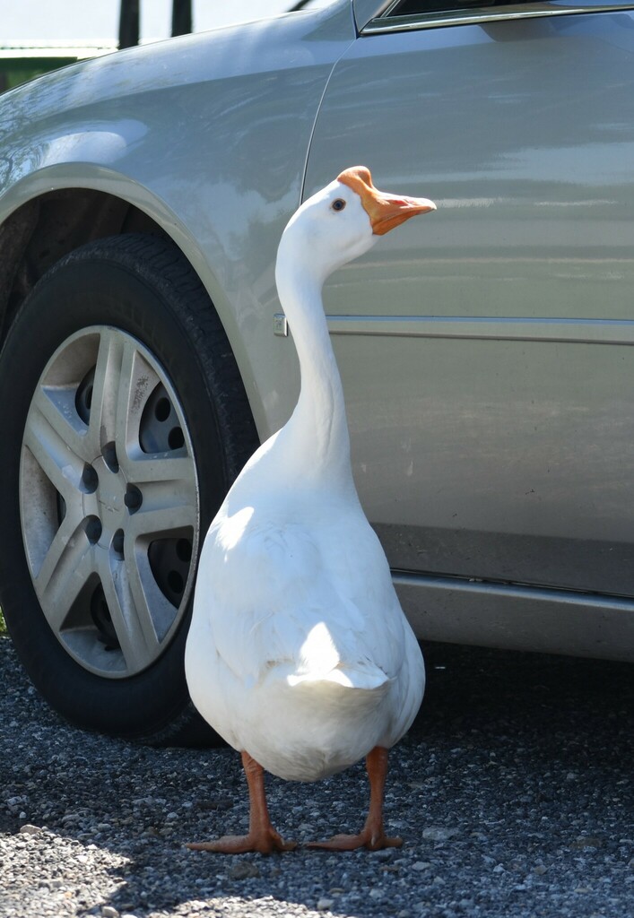 Domestic Swan Goose from Taylor, TX, USA on April 11, 2024 at 08:10 AM ...