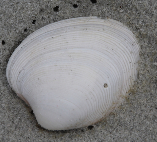 Genus Dosina · iNaturalist