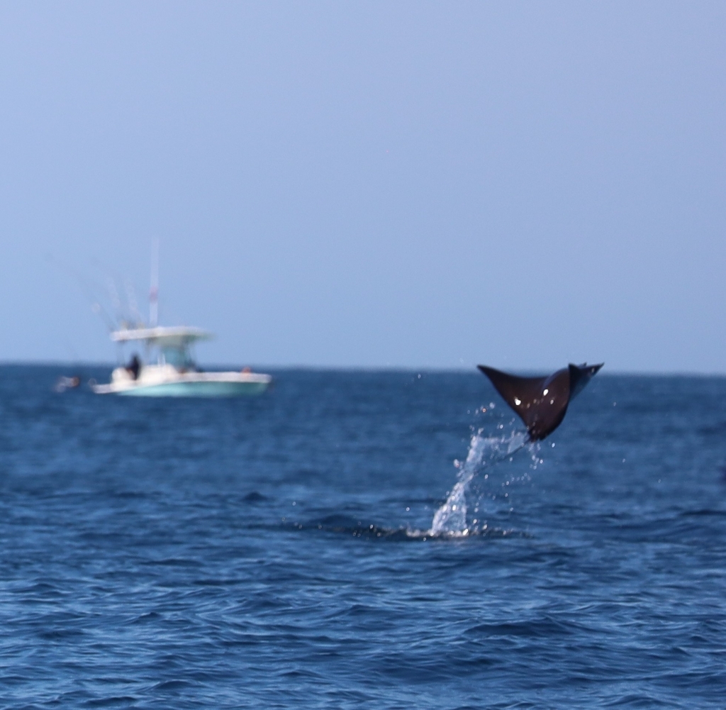 Devil Rays from Costa Rica on April 16, 2024 at 11:40 AM by jonathan r ...