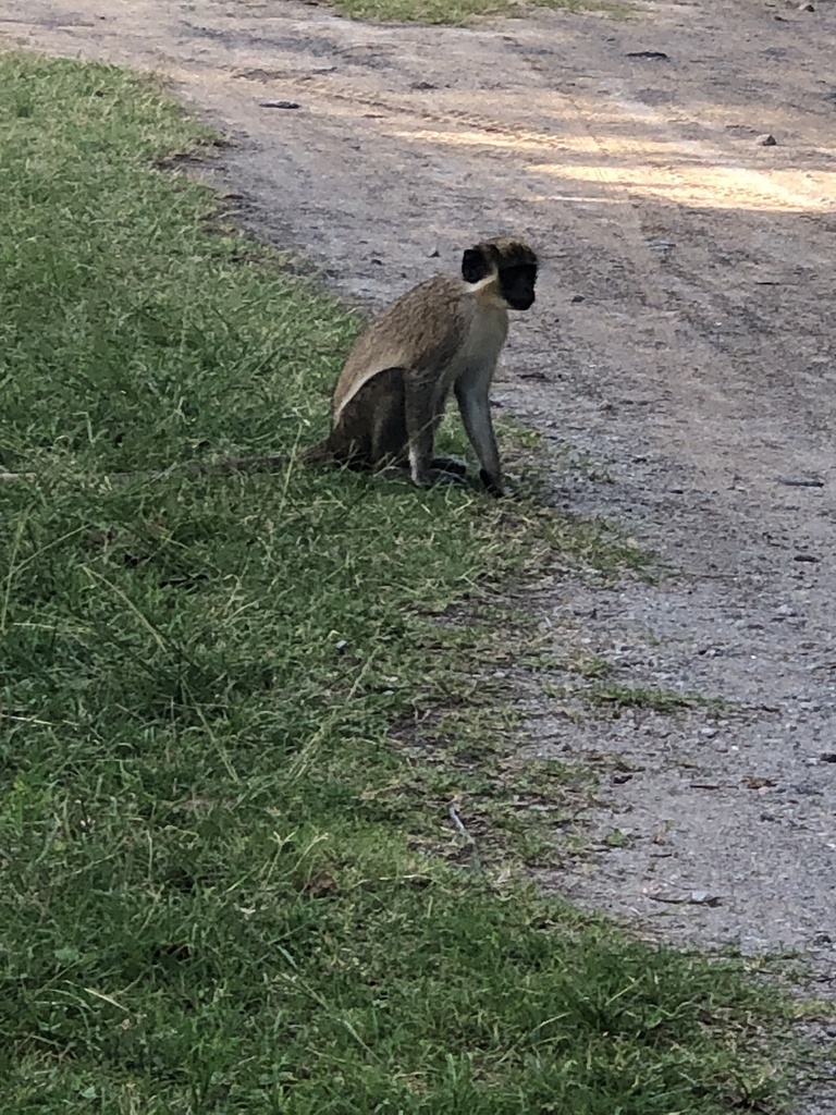 Green Monkey from Nevis, Saint Kitts and Nevis, KN on April 16, 2024 at ...