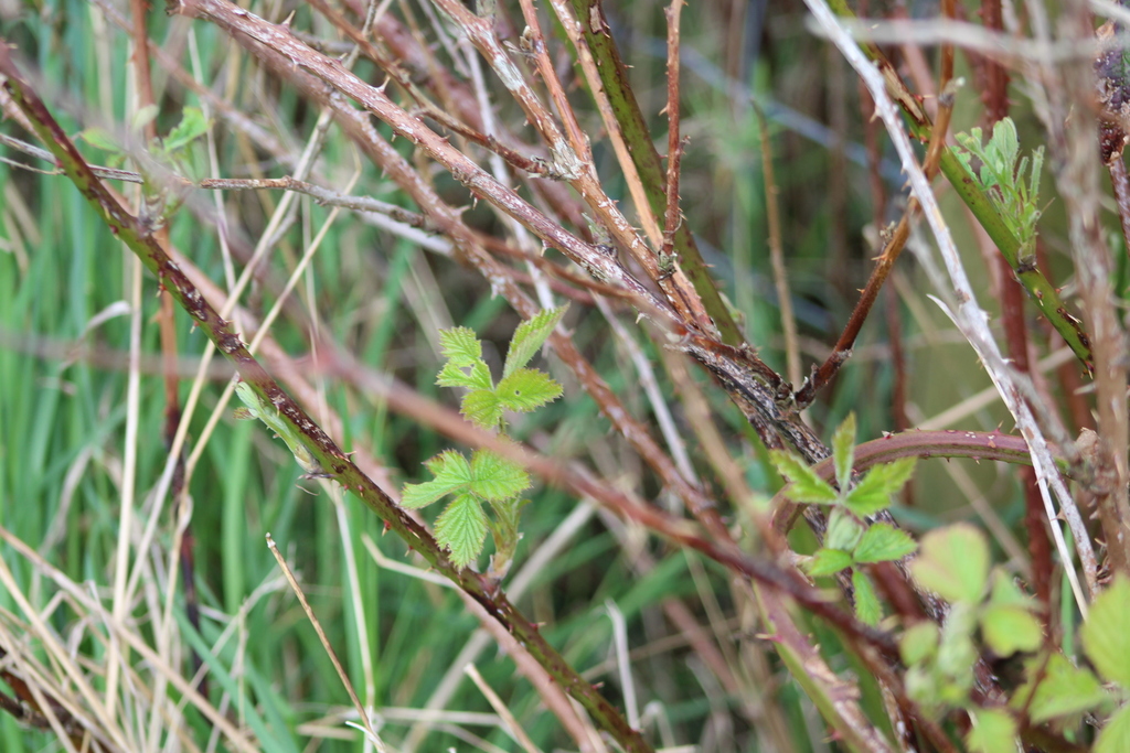 European blackberry from Formby, Liverpool L37, UK on April 28, 2019 by ...