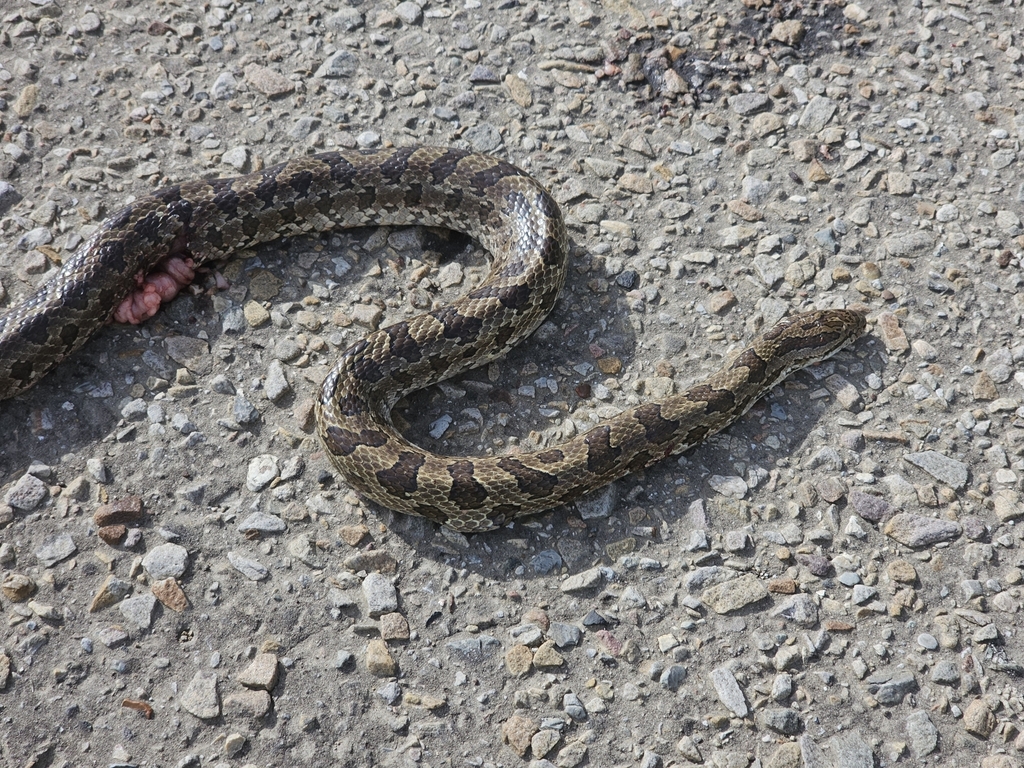 Prairie Kingsnake from Celeste, TX 75423, USA on April 16, 2024 at 05: ...