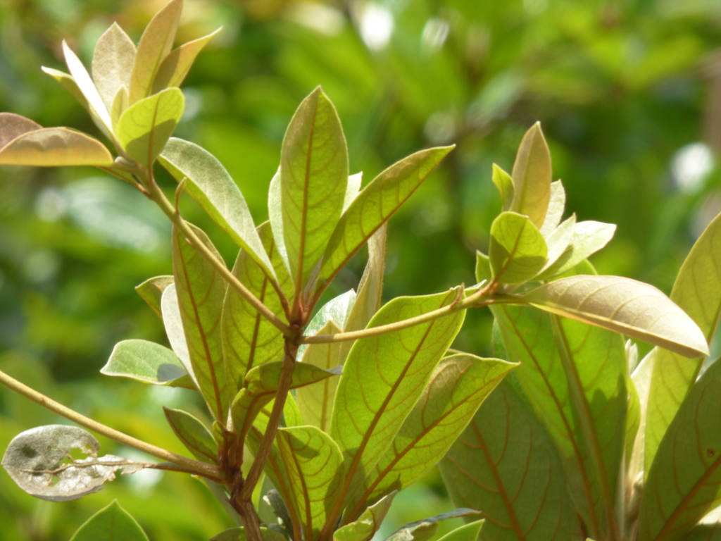 shinglewood (Terminalia superba) - Botanical Realm