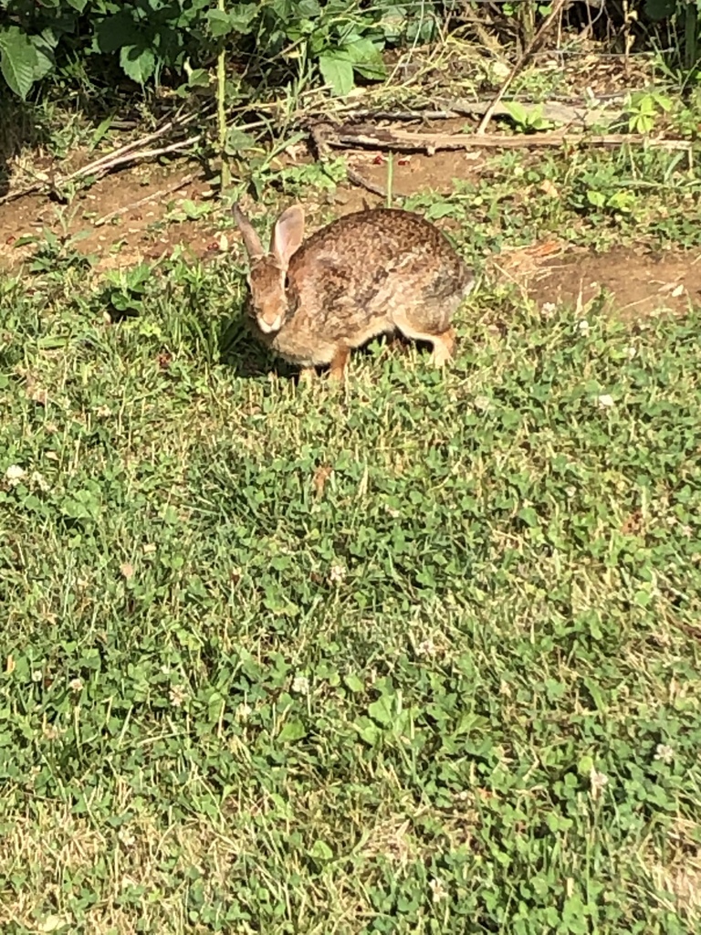 Eastern Cottontail from Virginia Tech, Blacksburg, VA, US on July 2 ...