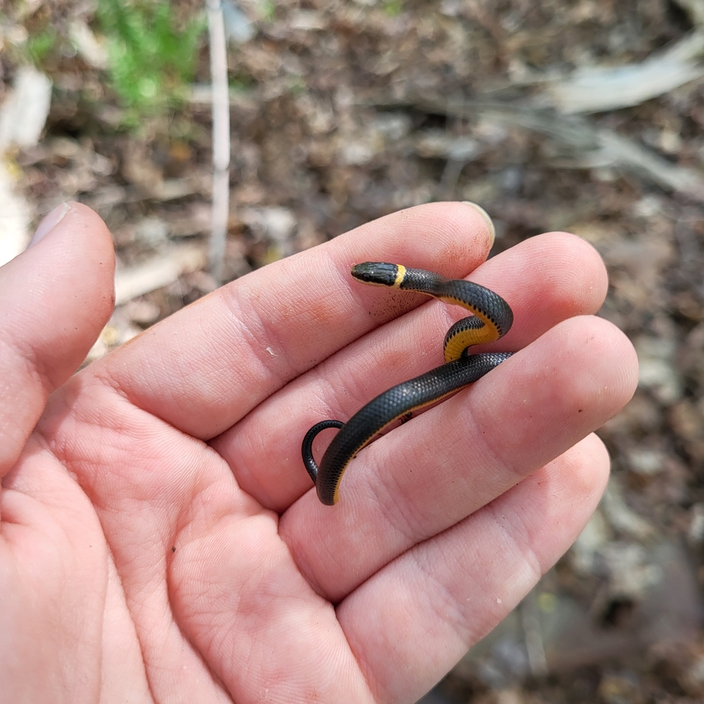 ring-necked snake in April 2024 by Danica · iNaturalist
