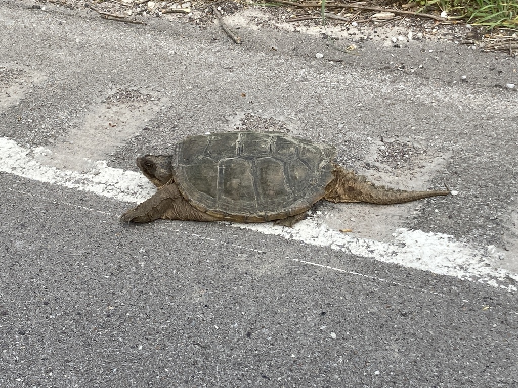 Common Snapping Turtle from Boone County, US-MO, US on April 16, 2024 ...