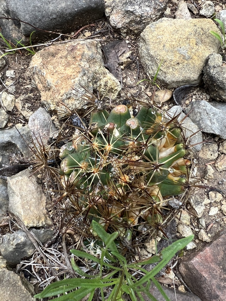 Miniature Barrel Cactus from East Oak Hill, Austin, TX, US on April 16 ...