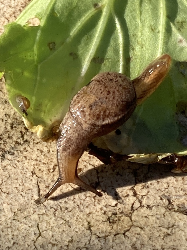 Iridescent Semi-Slug from Burraneer Rd, Coomba Park, NSW, AU on April ...