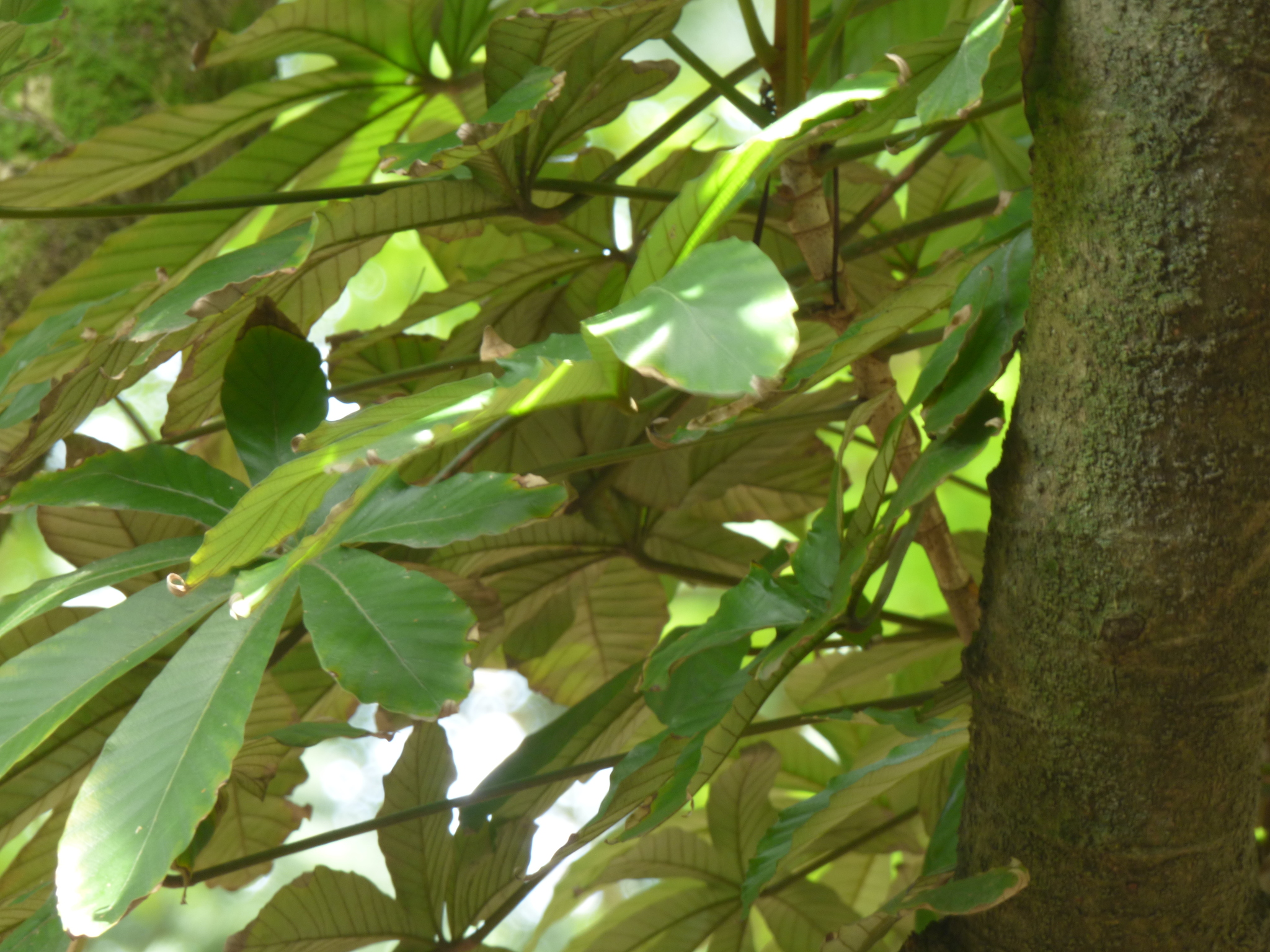 Pourouma cecropiifolia Mart.