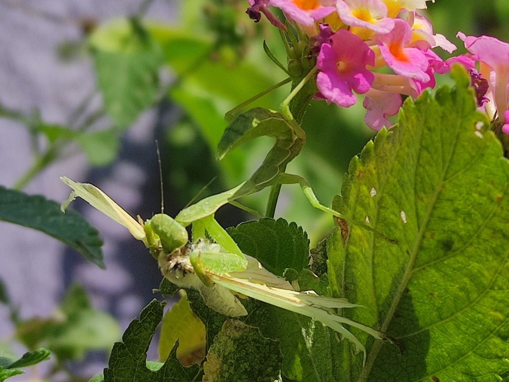 Mantis o campamochas desde Barrio de Sta Cruz, 30110 Tzimol, Chis ...