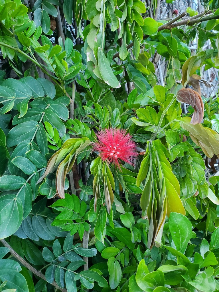 scarlet powder-puff from Palm Springs, CA, USA on March 19, 2024 at 08: ...