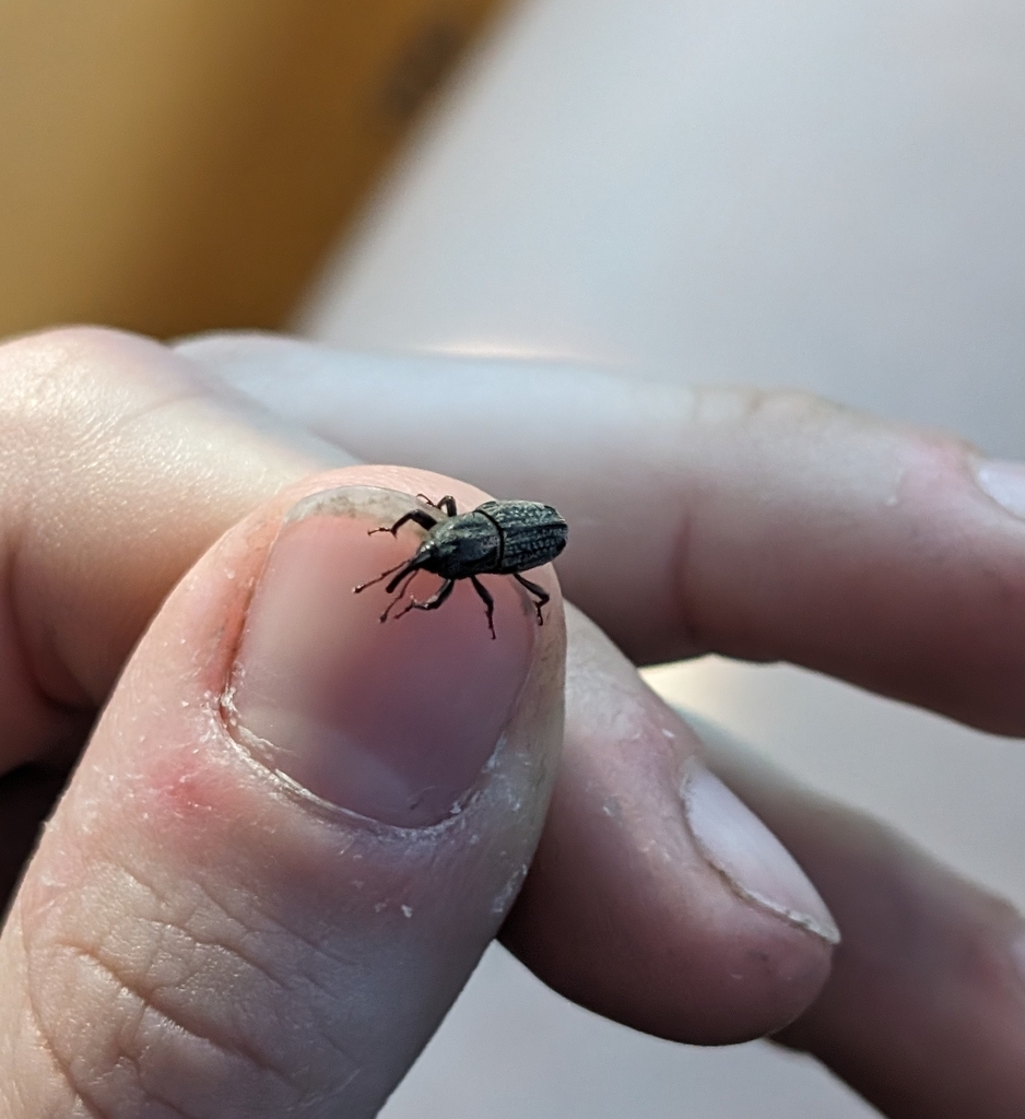 Hunting Billbug from Homeland, CA, USA on April 10, 2024 at 03:45 PM by ...