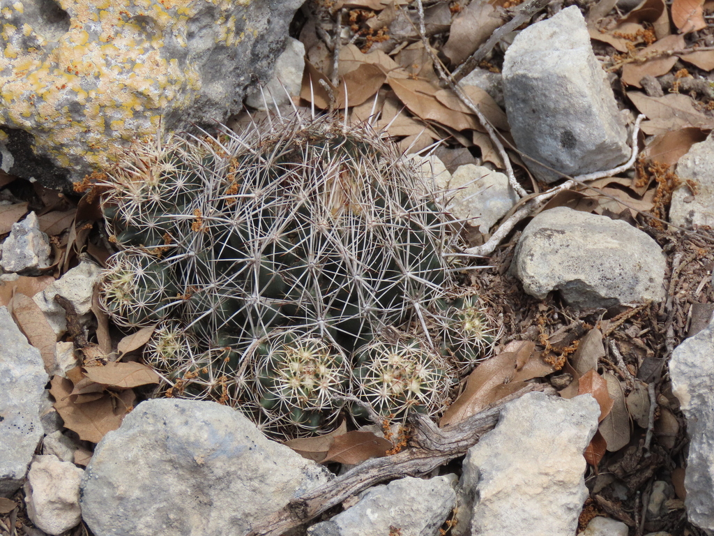 Grooved nipple cactus from Edwards County, TX, USA on April 13, 2024 at ...