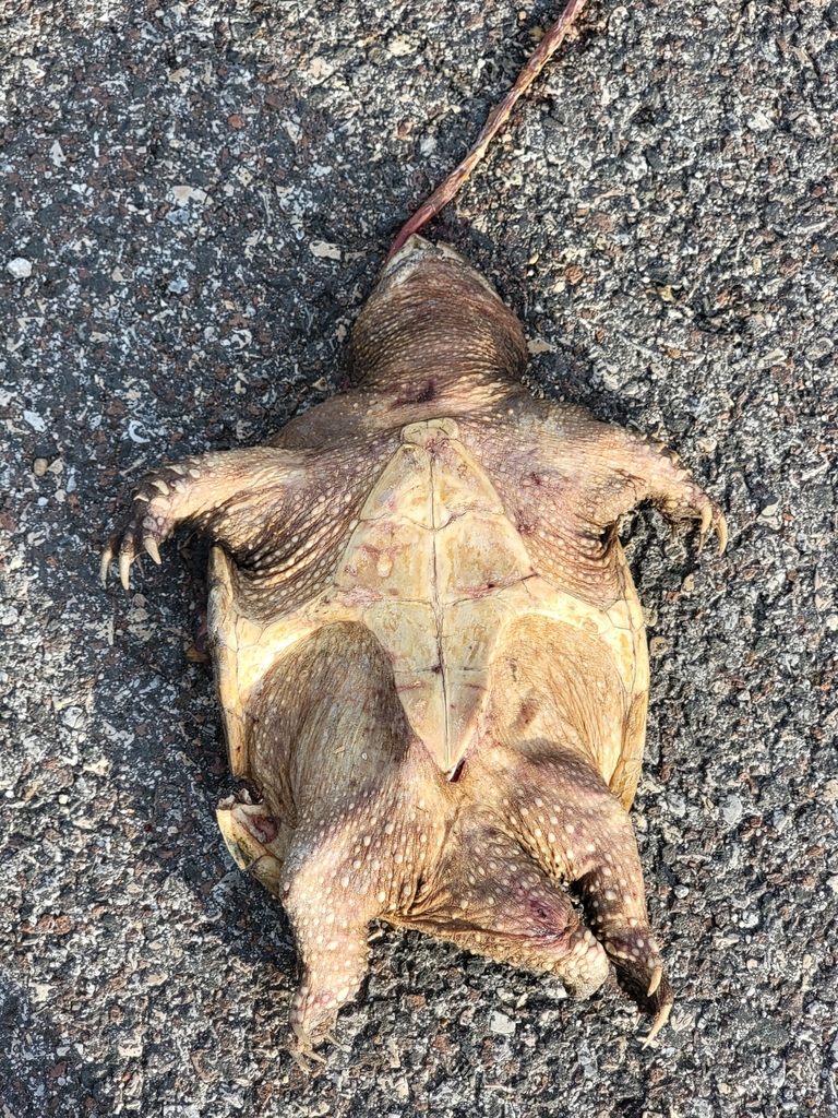 Common Snapping Turtle from Fort Worth, TX 76103, USA on April 16, 2024 ...