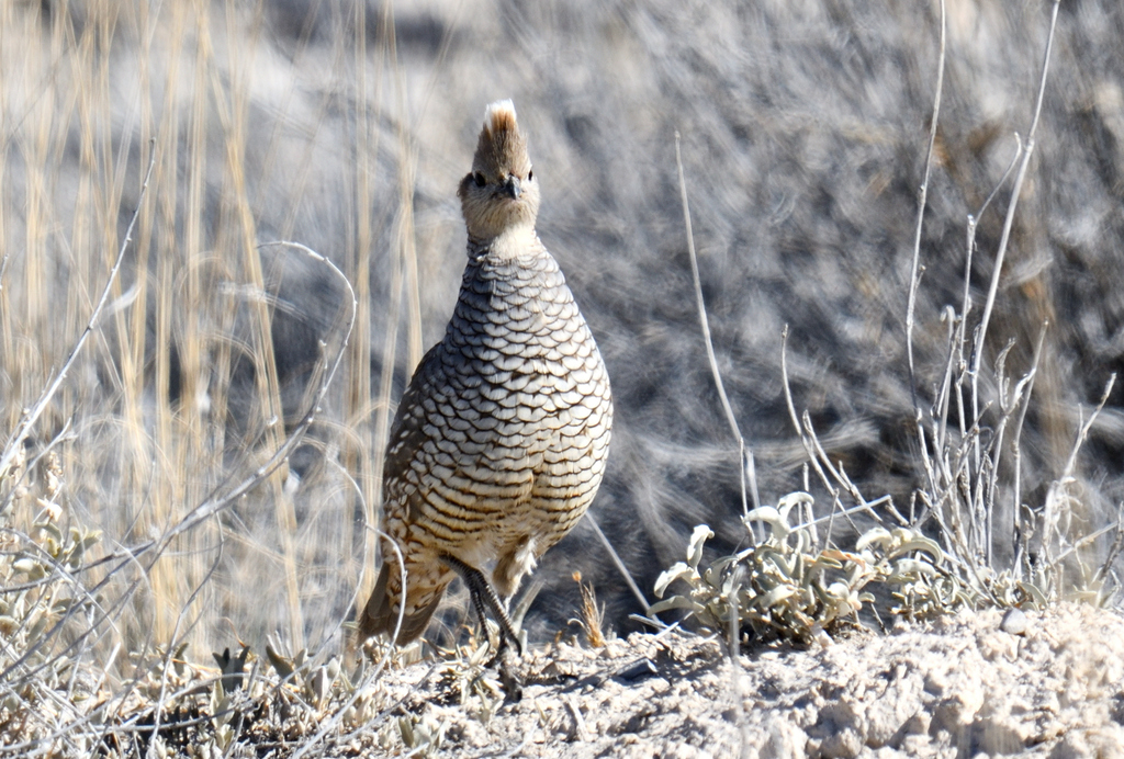 Scaled Quail from Cuatro Ciénegas, Coah., México on April 3, 2024 at 09 ...
