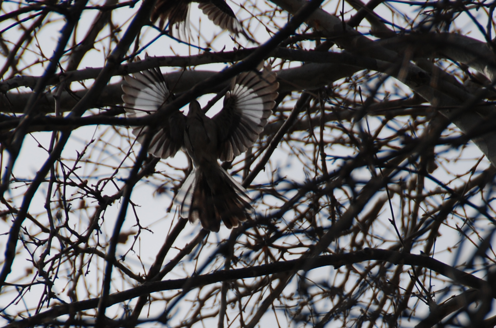 Northern Mockingbird from Burbank, CA, USA on February 13, 2024 at 11: ...